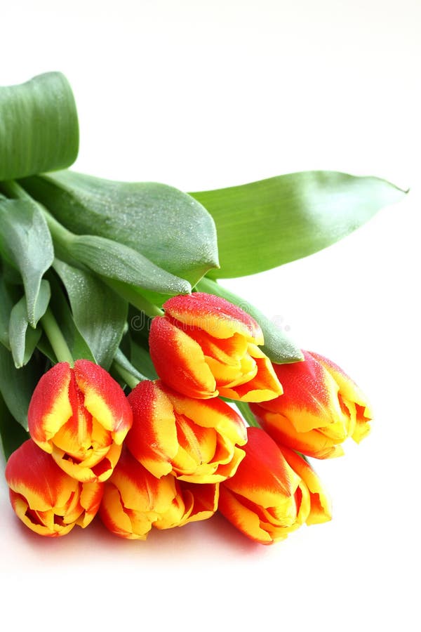 Bunch of tulips stock image. Image of beauty, garden - 13064507