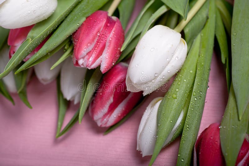 Bunch of tulips stock image. Image of beautiful, color - 18732451