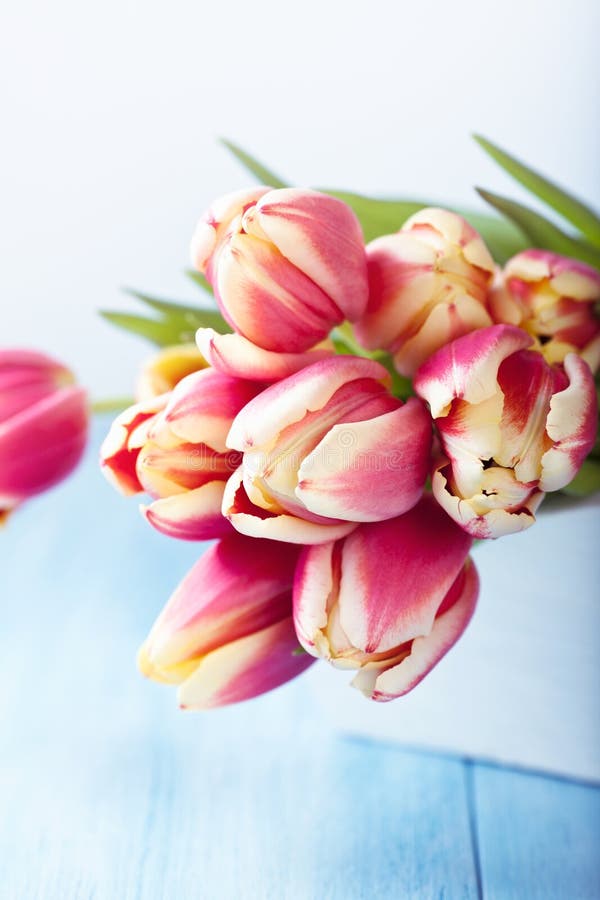 Bunch of Tulips stock photo. Image of tulips, closeup - 23606940