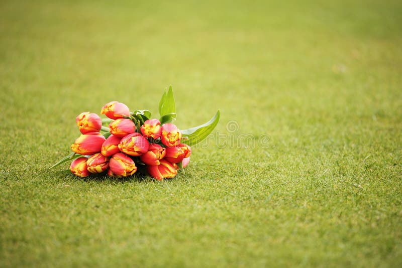 Bunch of tulips stock photo. Image of focus, love, petal - 24593924