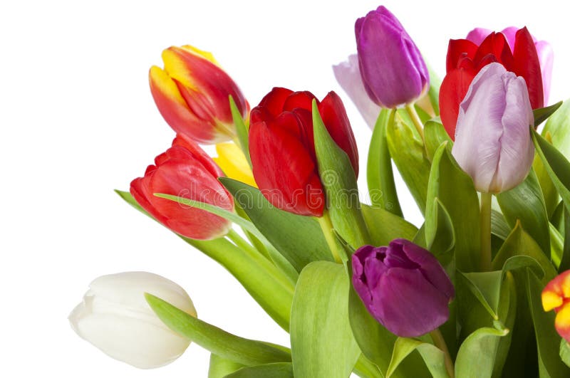 A bunch of tulips stock image. Image of multicolored - 28939611