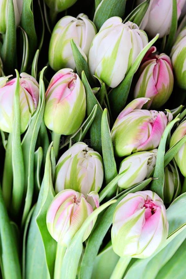 Bunch of tulips stock photo. Image of congratulations - 54291016