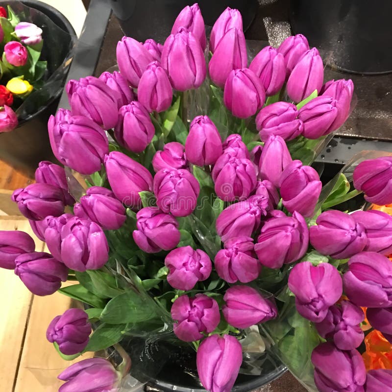 Bunch of tulips stock image. Image of flora, nature, bloom - 86132779