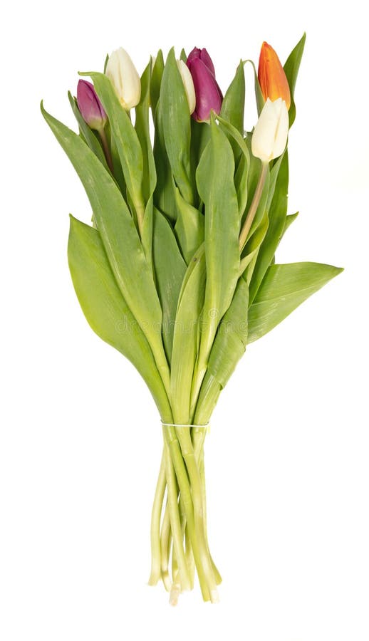 Bunch of tulips isolated stock photo. Image of bunch - 216841542