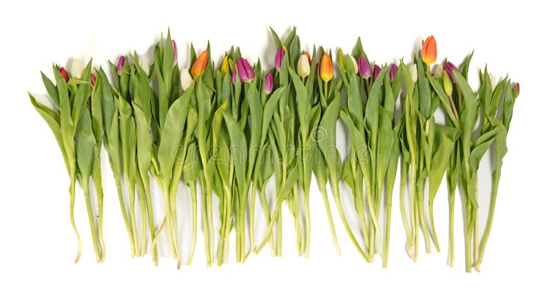 Bunch of tulips isolated stock image. Image of nature - 217681023