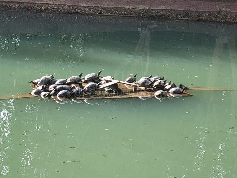 Bunch of Turles stock photo. Image of southcarolina - 259221346