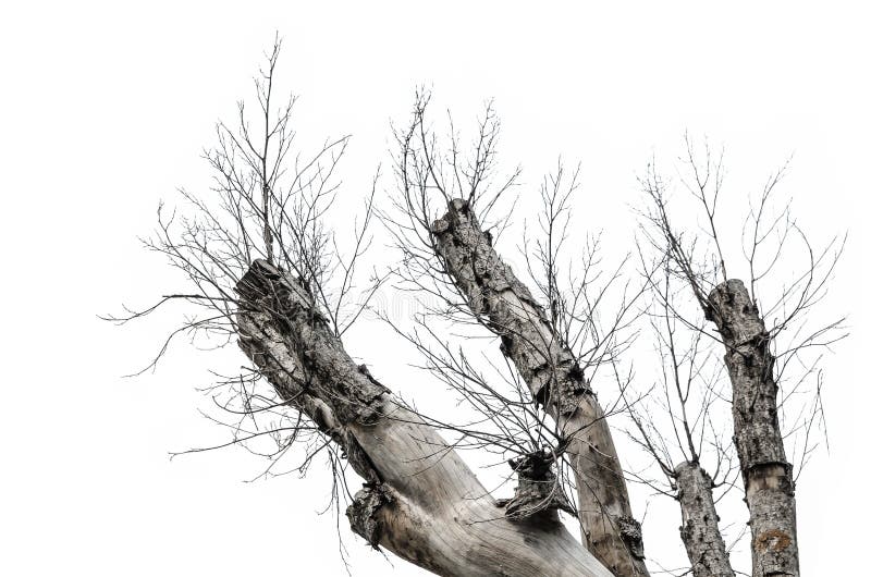 A Bunch of Twig and Dead Branches of Trees Isolated on White Background ...