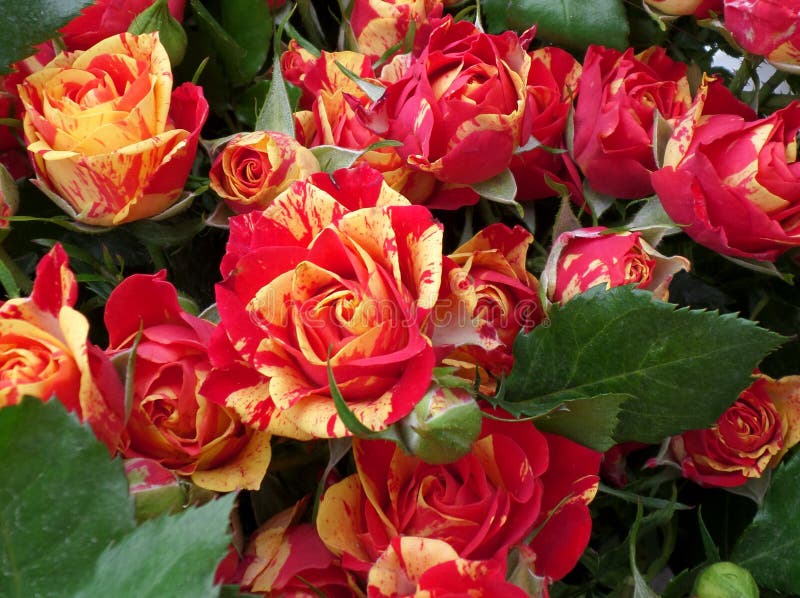 A Bunch of Two-Tone; Red and Yellow Roses Stock Photo - Image of vivid ...