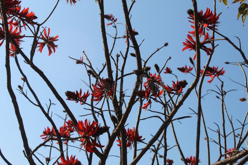 A Bunch of Unique Red Flowers Hanging on a Tree Stock Photo - Image of ...