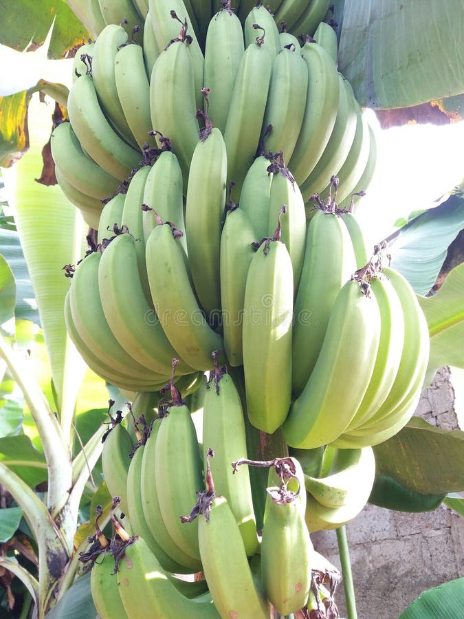 A Bunch of Unripe Bananas Still on the Tree Growing in the Garden Stock ...