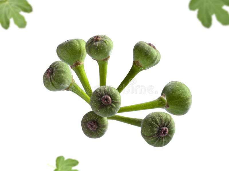 Bunch of Unripened Green Fig Fruit, Organic Fig Fruit Stock Photo ...