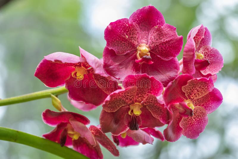 Red Vanda Orchid Flowers in the Garden Stock Image - Image of white ...
