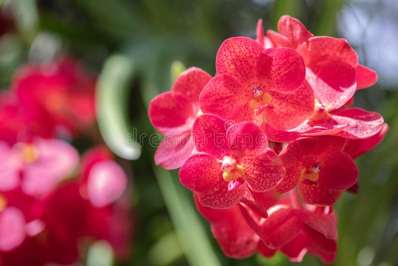 Red Vanda Orchid Flowers in the Garden Stock Image - Image of white ...