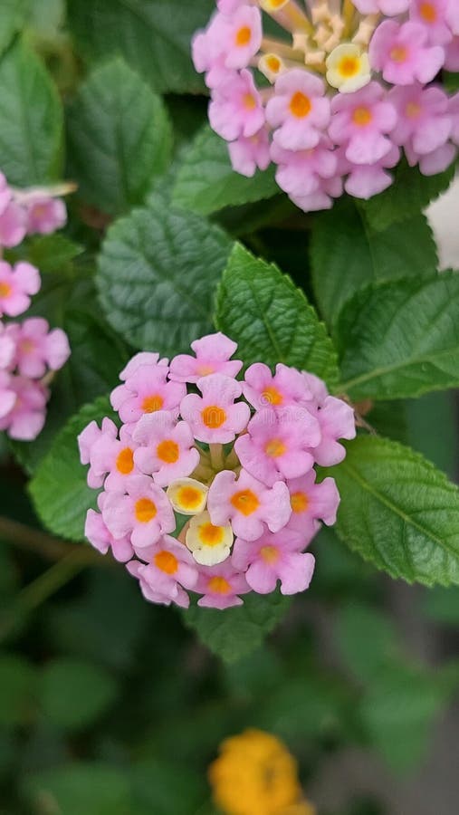 A Bunch of Very Attractive Colorful Little Flowers Stock Image - Image ...