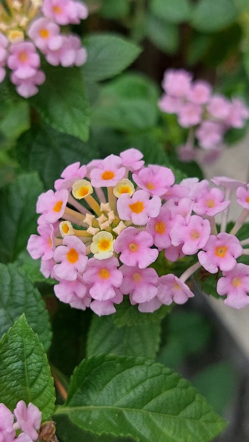 A Bunch of Very Attractive Colorful Little Flowers Stock Photo - Image ...