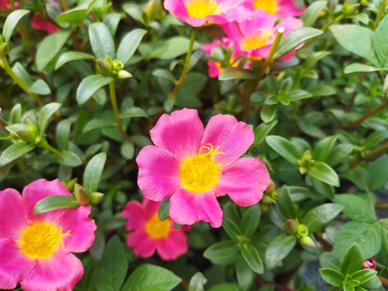 A Bunch of Very Pretty Pink Flowers Stock Photo - Image of pretty ...