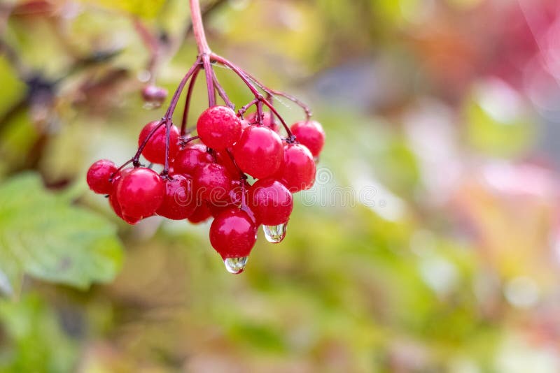 A Bunch of Viburnum with Red Berries and Raindrops. Viburnum in the ...