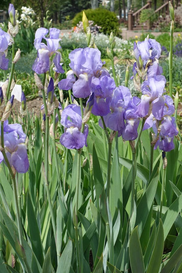 Bunch of Violet Flowers of Iris Germanica in May Stock Photo - Image of ...