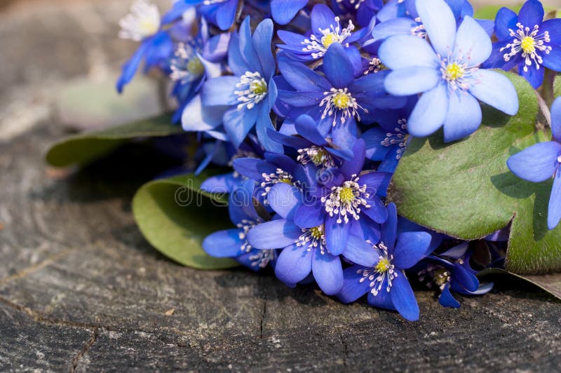 Bunch of violets stock photo. Image of floral, botanical - 39062918