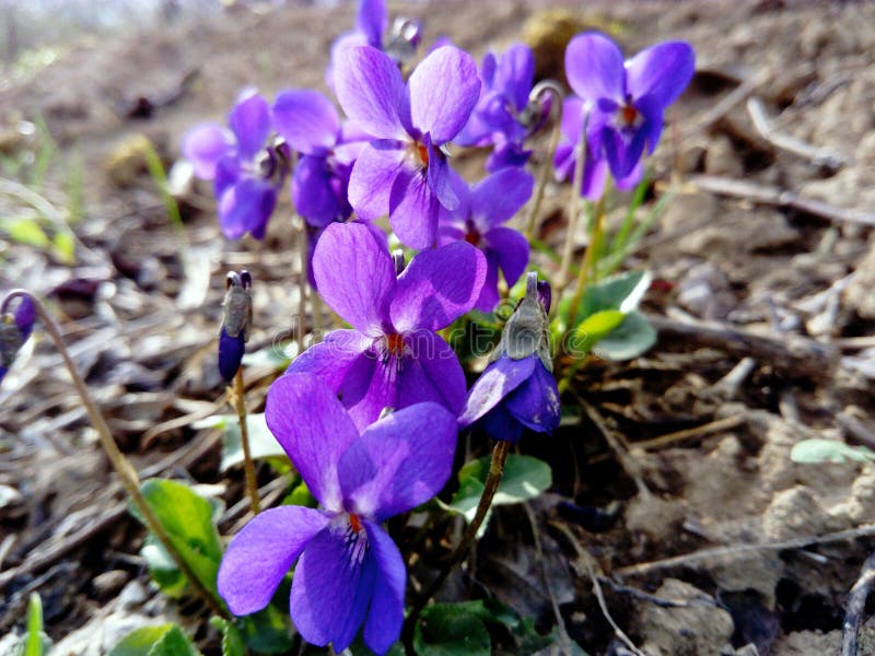 Bunch of Violets stock photo. Image of bunch, viola - 175603060