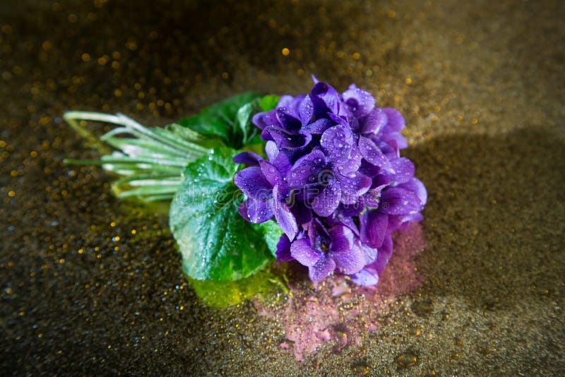 Bunch of Violets Covered with Droplets Stock Image - Image of growing ...