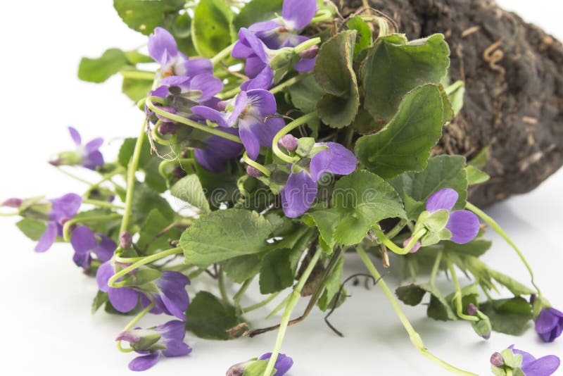 Bunch Violets, Viola Odorata, Punch Earth Stock Image - Image of gift ...
