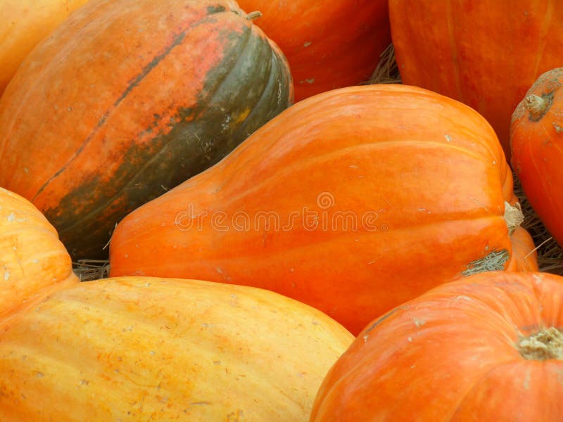 Bunch of Vivid Yellow and Orange Color Pumpkins Stock Image - Image of ...