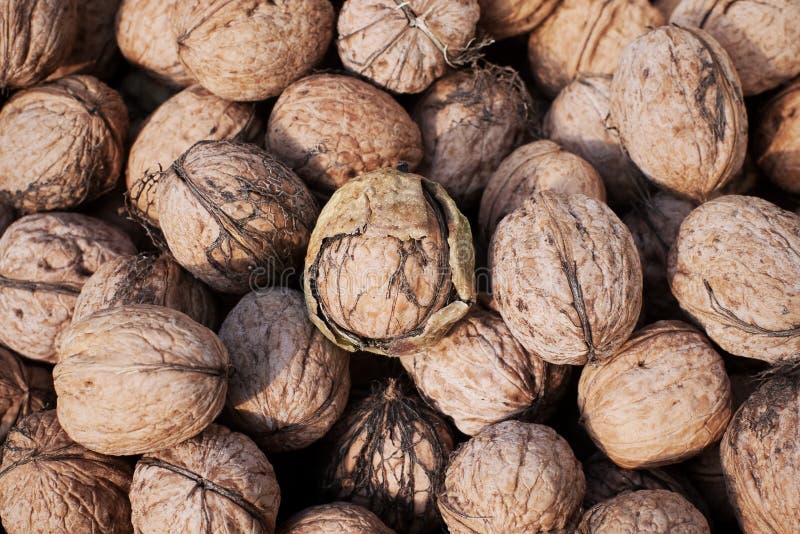 Bunch of walnuts stock photo. Image of brown, bunch, seasonal - 11340868