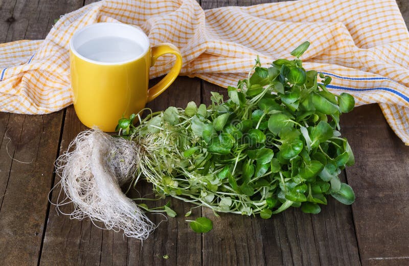 Bunch of Watercress Growing from Cotton Wool, Roots, Spring Young Plant ...