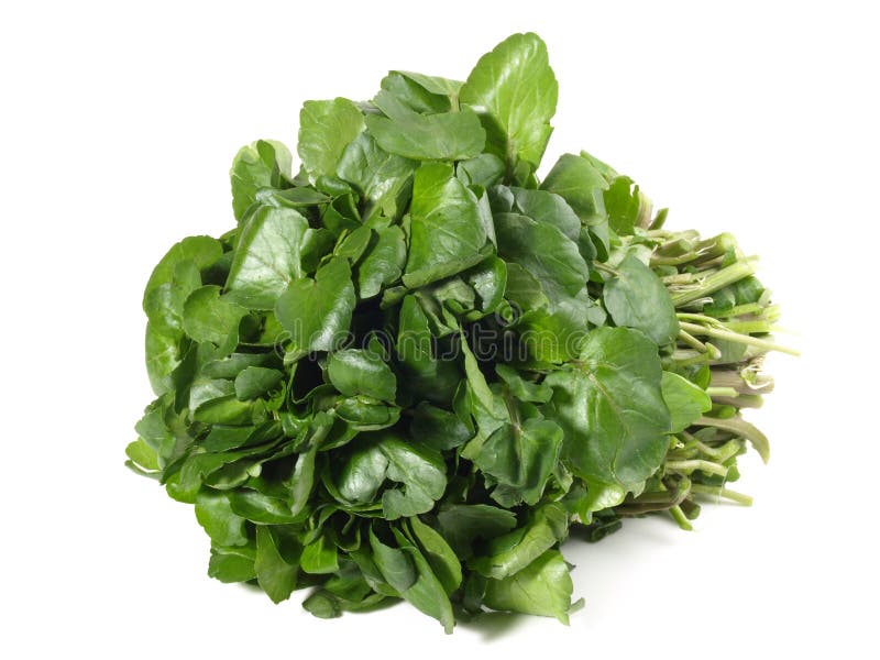 Bunch of Watercress on White Background - Isolated Stock Image - Image ...