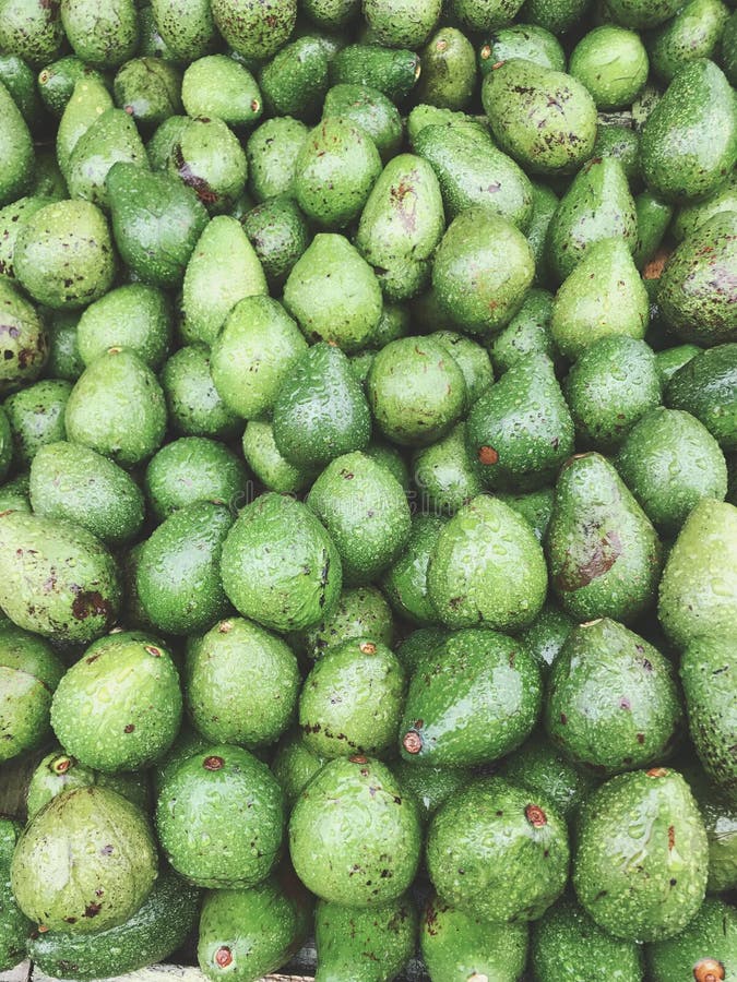 A Bunch of Wet Avocado Looks Fresh. Stock Photo - Image of looks, fresh ...