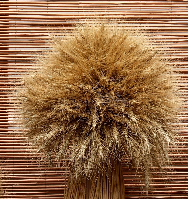 Bunch of wheat stock image. Image of grass, kernal, field - 10826665