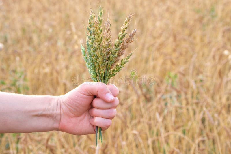 A Bunch Of Wheat In His Hand On The Background Of A Field Stock Image ...