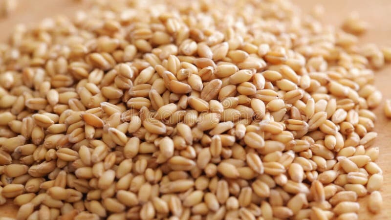 Wheat Seed at Rotating Display - Steadicam Close Up Stock Video - Video ...