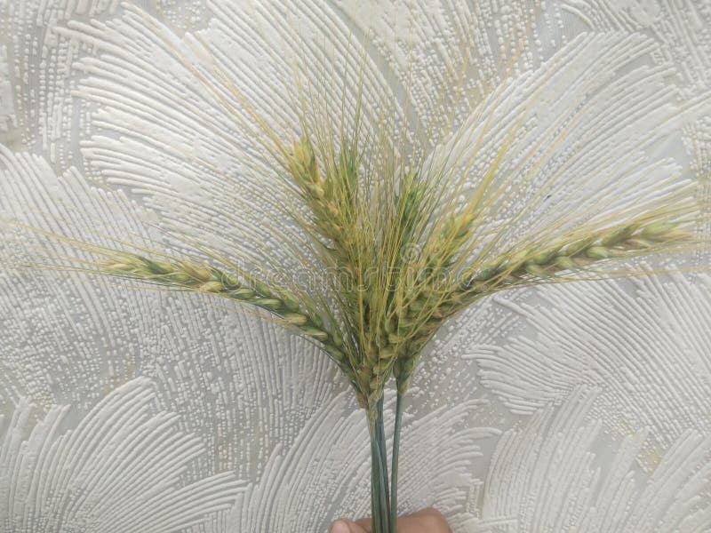 A Bunch of Wheat Stew with White BackgroundÛ” Stock Photo - Image of ...