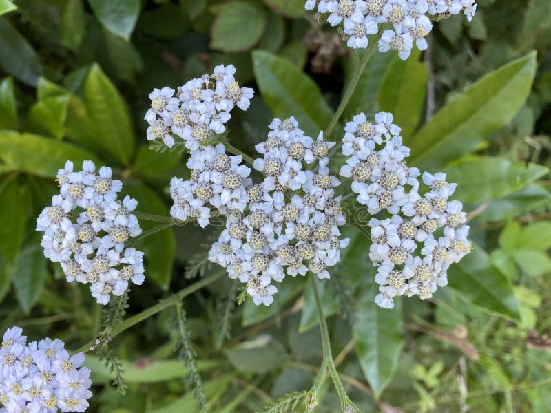Bunch of White Achillea Grandifolia Flowers Stock Photo - Image of ...