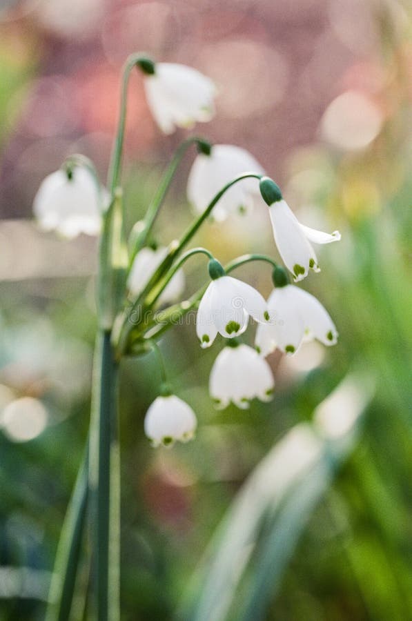 White Dew Bells stock image. Image of flower, valley - 26470663