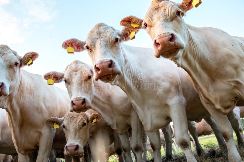 Cows in rural landscape stock image. Image of cloud, weather - 20598245
