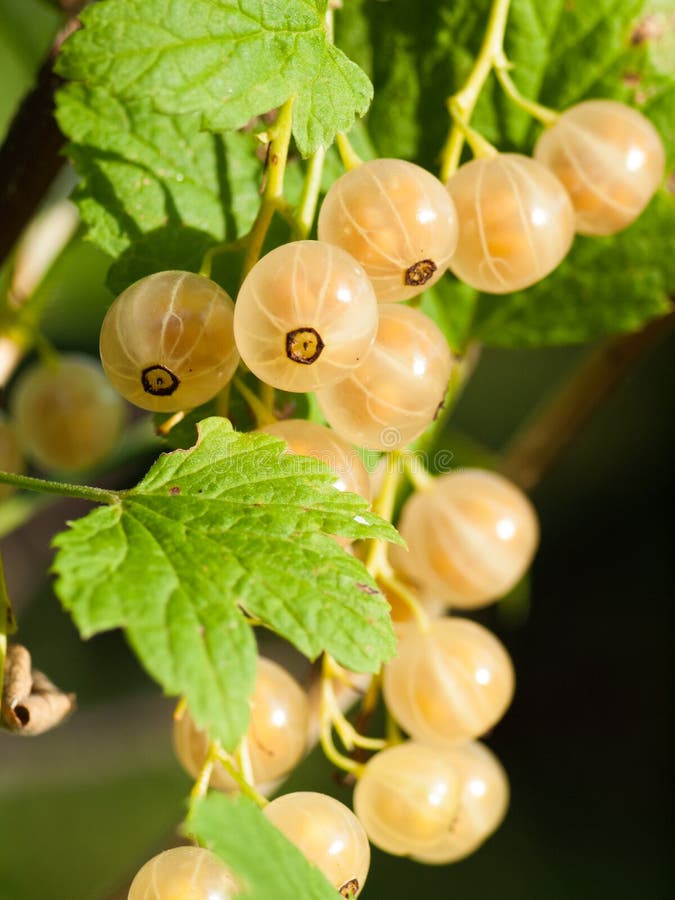 Bunch of White Currant Growing at Bush Branch Stock Image - Image of ...