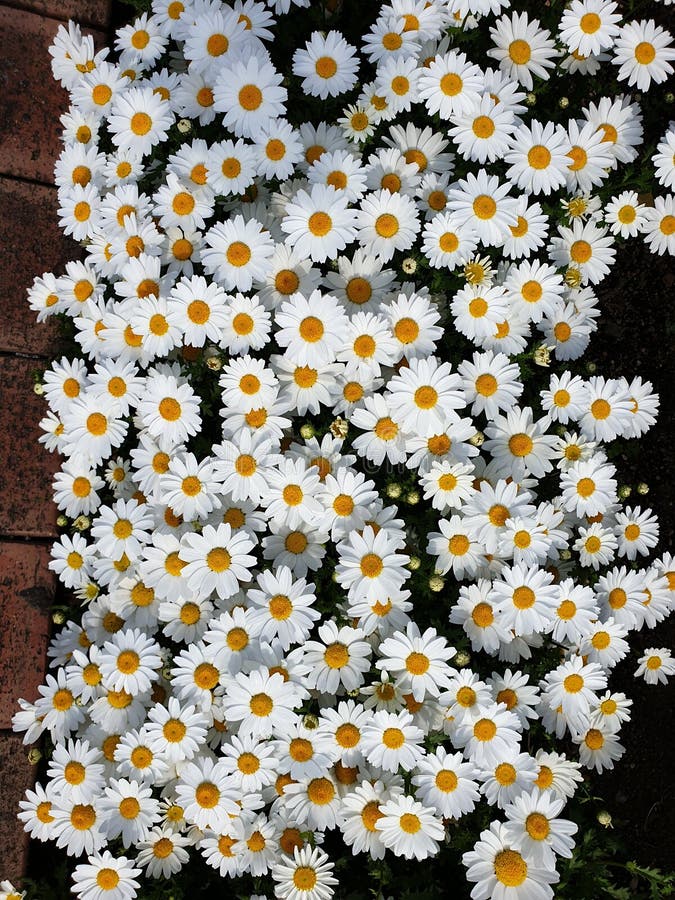 A bunch of white daisy stock image. Image of white, flower - 203078315