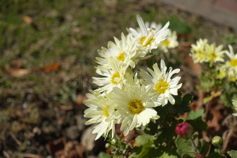 Bunch of White Daisy Like Flowers of Chrysanthemums in October Stock ...