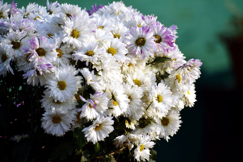 Bunch of white flowers stock photo. Image of daisy, branch - 256280596