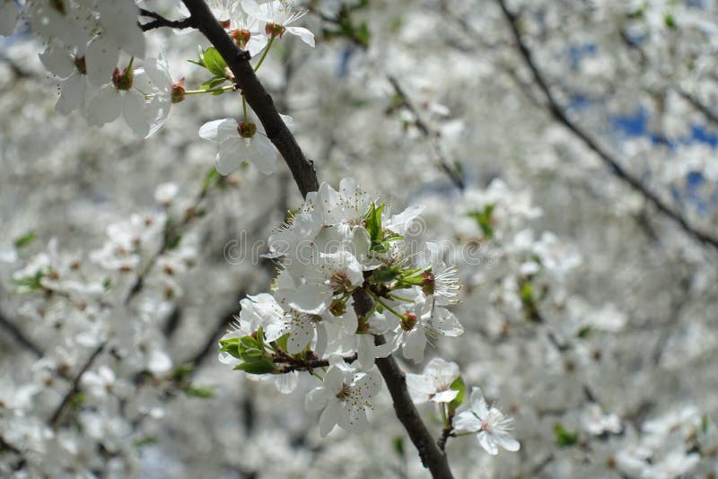 Bunch of White Flowers of Plum in April Stock Image - Image of flower ...