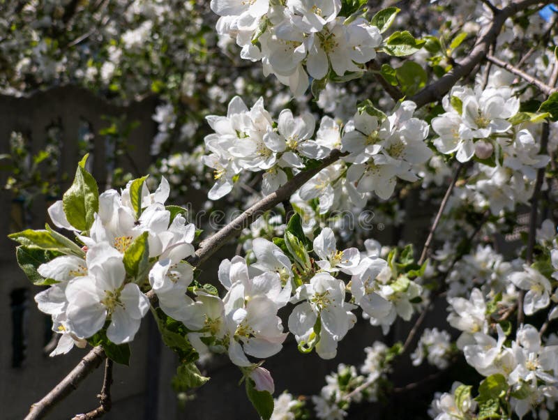 A Bunch of White Flowers on a Tree Branch Stock Photo - Image of fruit ...
