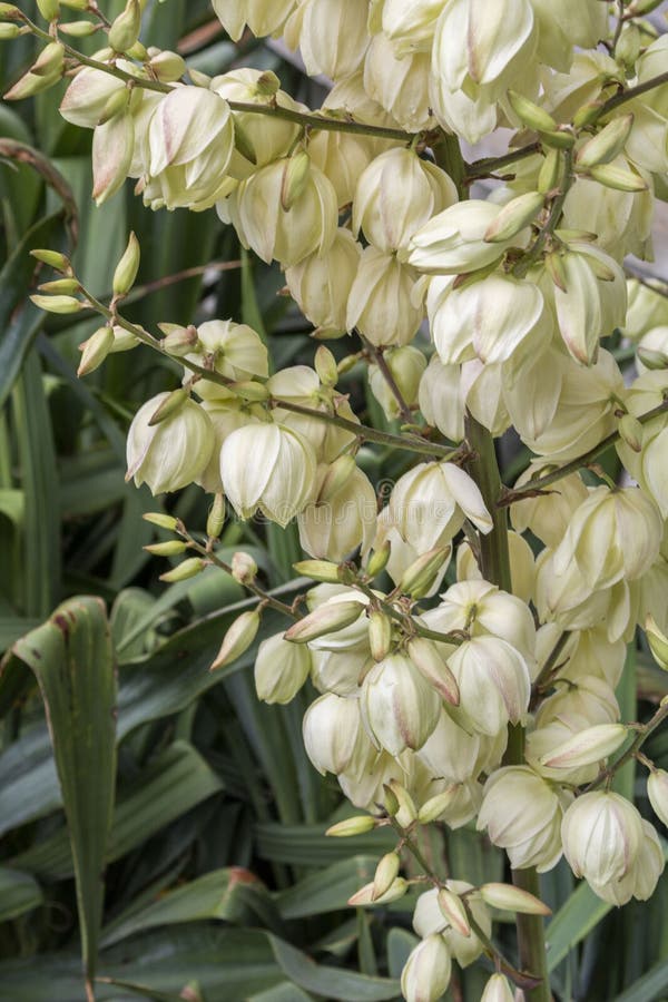 Yucca stock photo. Image of flower, yucca, petal, botanical - 196552958