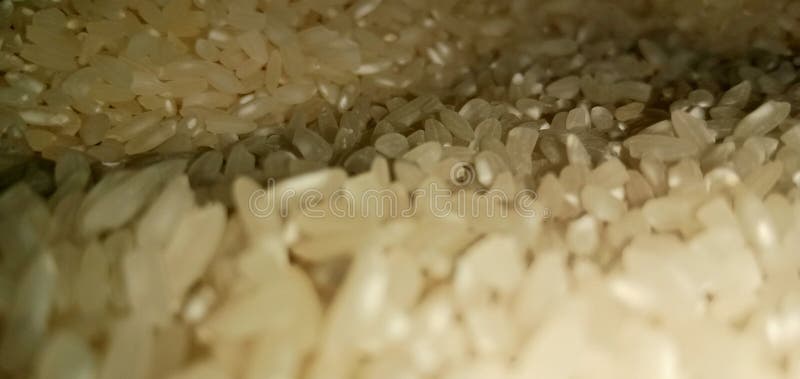 A bunch of white rice stock photo. Image of crop, dish - 280965806