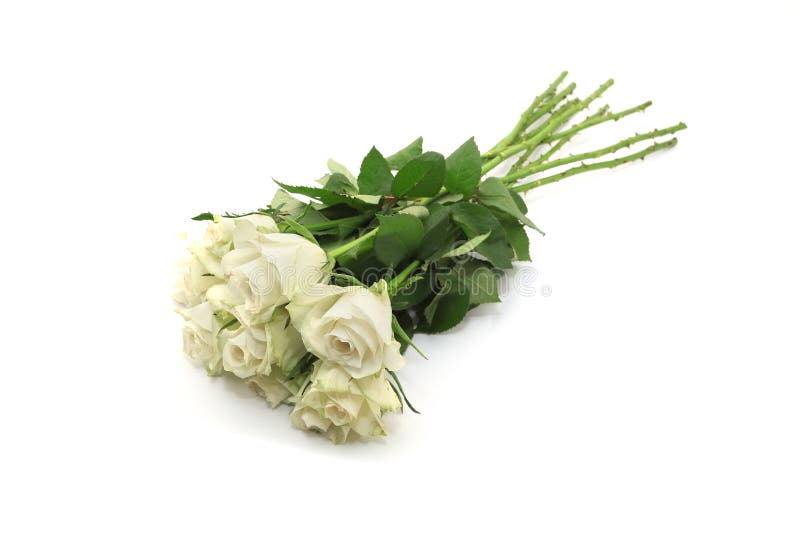 A bunch of white roses stock image. Image of valentine - 52546247
