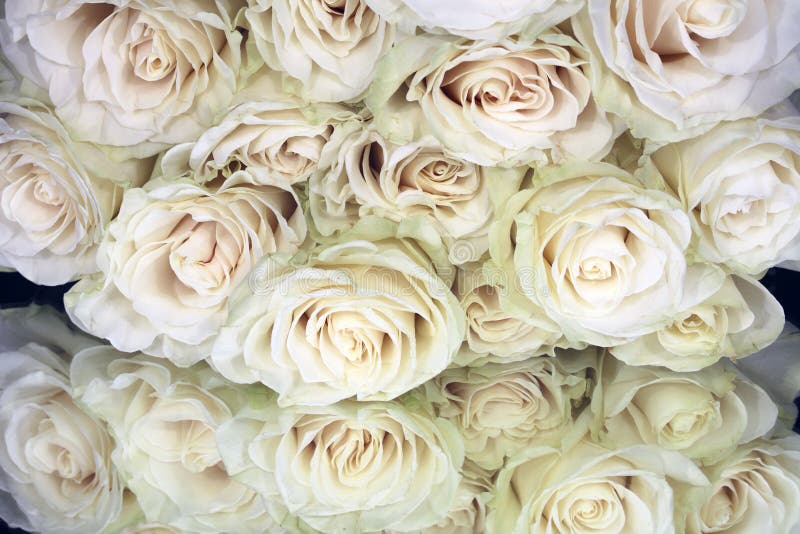 Bunch of white Roses stock photo. Image of fashion, mothers - 86940162