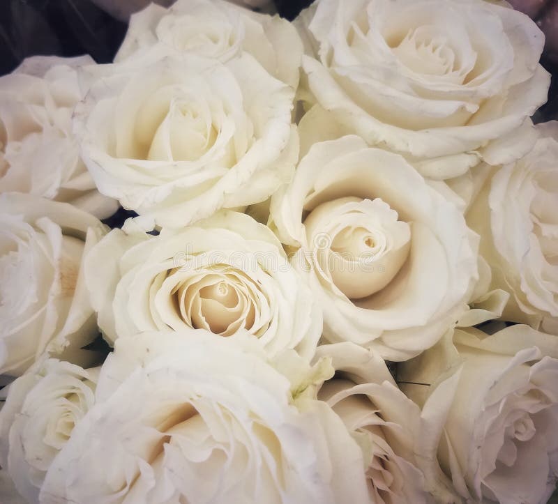 Bunch of White Roses stock photo. Image of bunch, romance - 224285498