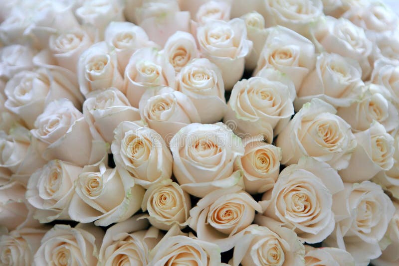 Bunch of white roses stock photo. Image of roses, bouquet - 53677844